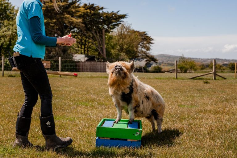 Daily Animal Activities | Tapnell Farm Isle of Wight