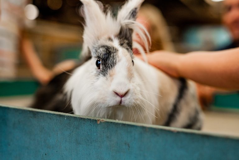 Daily Animal Activities | Tapnell Farm Isle of Wight